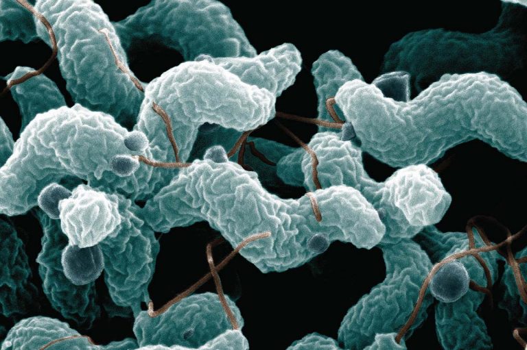 Campylobacter - Kiwi Families