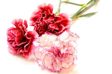 Birthstones and Birth Flowers - Kiwi Families