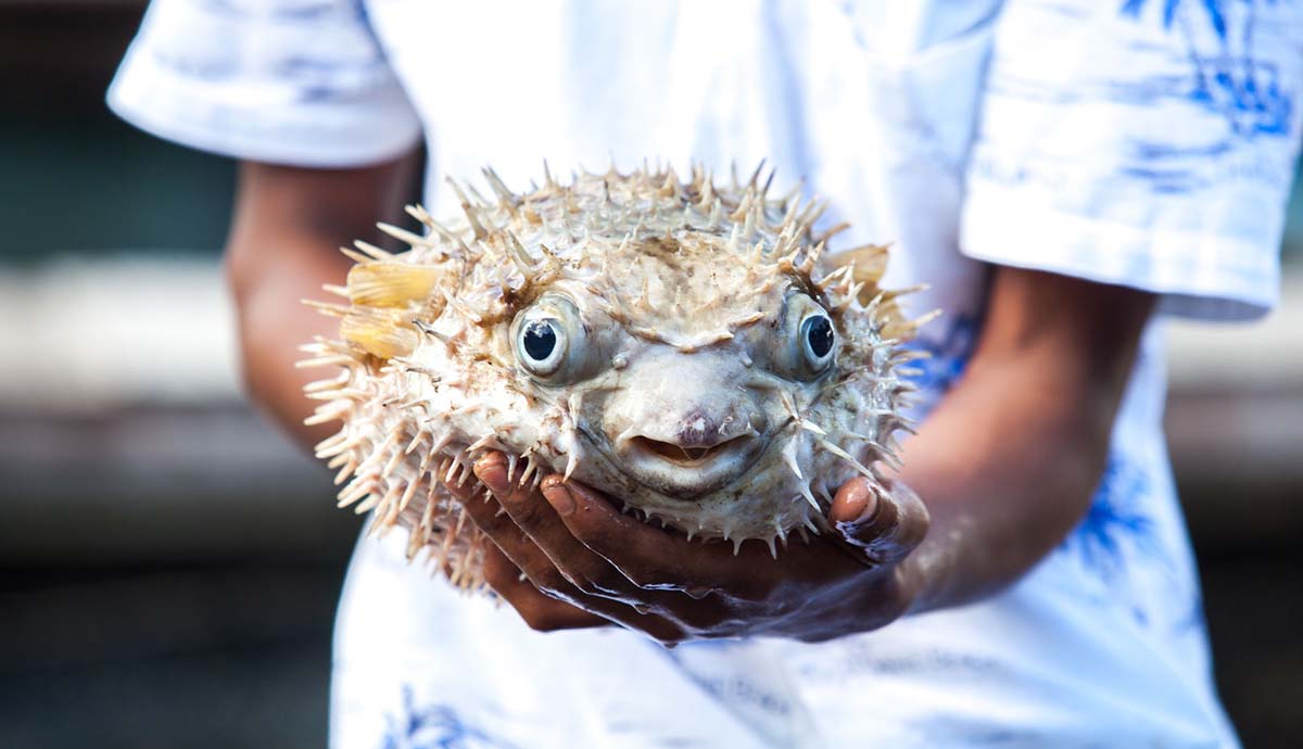 Making brave food decisions in the modern world - Kiwi Families